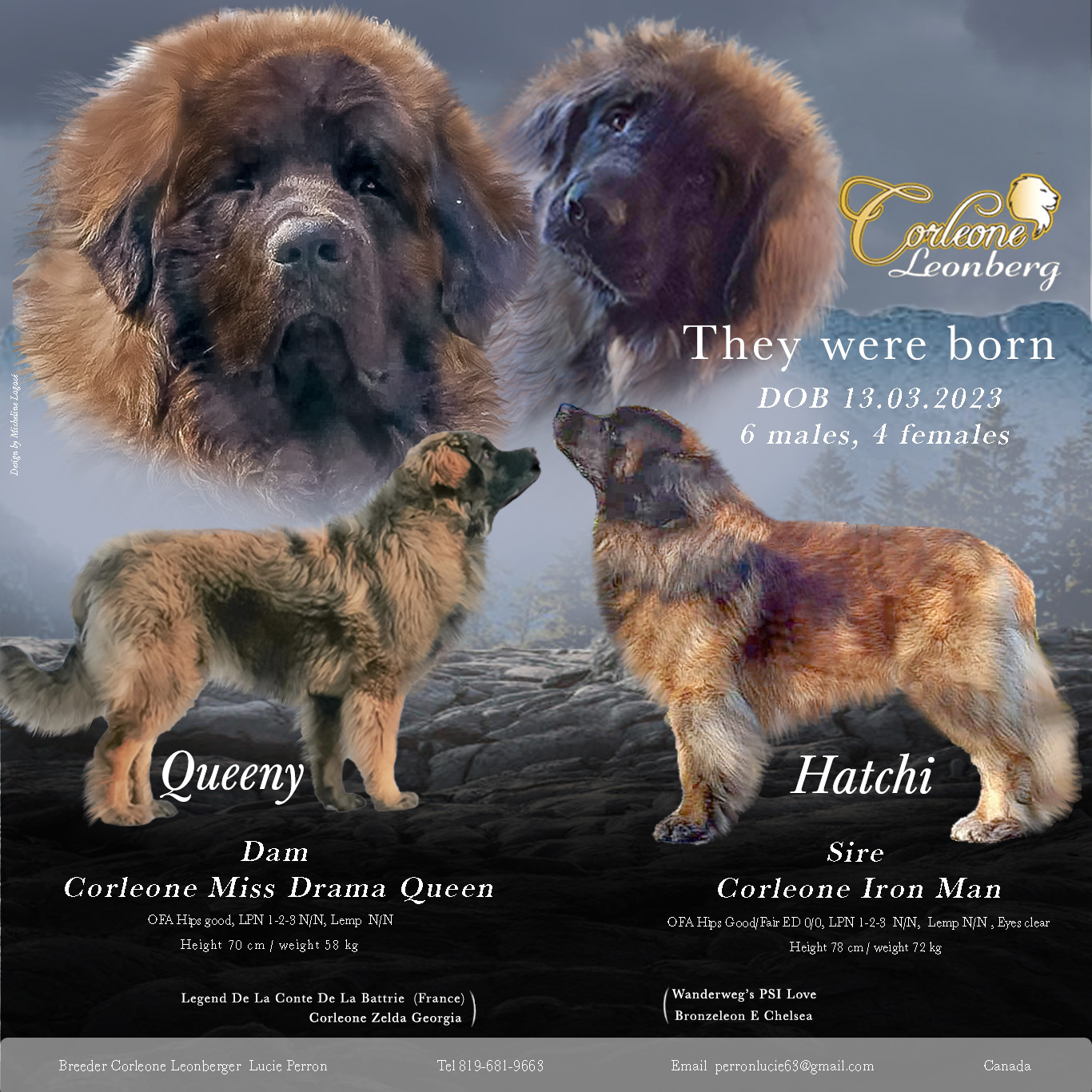 Nos futurs portées - Corleone leonberger