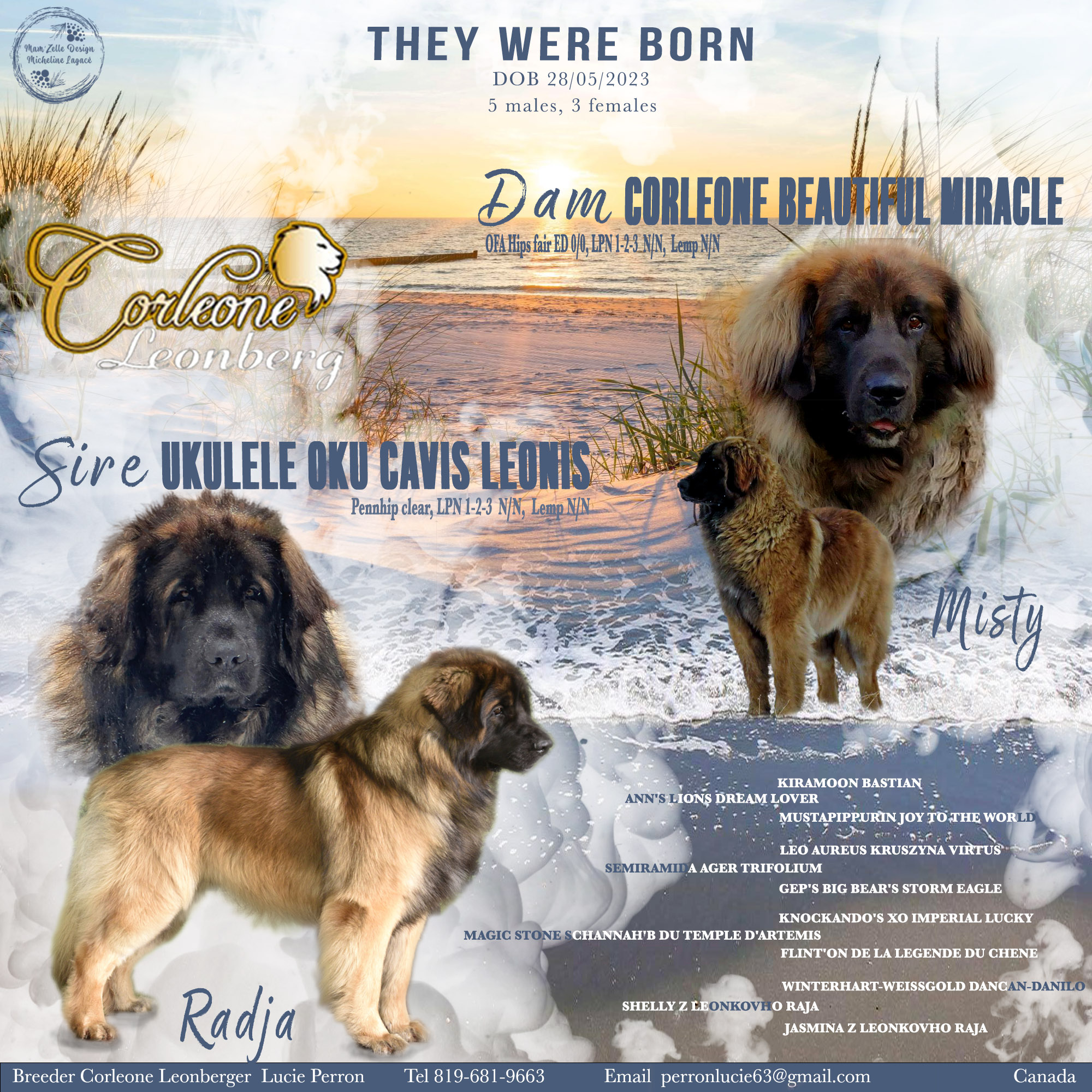 Nos futurs portées - Corleone leonberger
